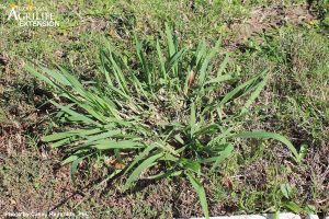 Dallisgrass vs Crabgrass – Differences [With Pictures] | CrabgrassLawn