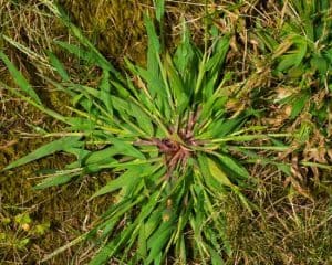 Quackgrass vs Crabgrass: Identification & Differences (With Pictures) | CrabgrassLawn