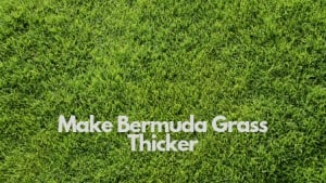 How to Make Bermuda Grass Thicker, Greener and Fuller | CrabgrassLawn