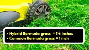 Bermuda Grass Mowing Height, Frequency, Seasons and Tips | CrabgrassLawn