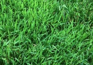 8 Best Grass That Grows in Shade (Tips Included) | CrabgrassLawn