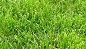 8 Best Grass That Grows in Shade (Tips Included) | CrabgrassLawn