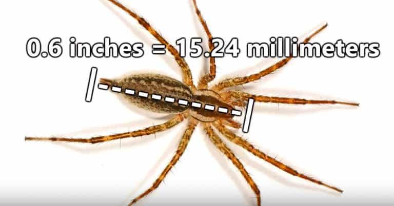 Grass Spider Bite: Are Grass Spiders Poisonous and Dangerous ...