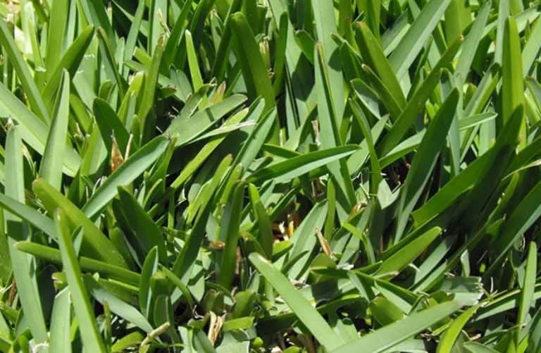 8 Best Grass That Grows in Shade (Tips Included) | CrabgrassLawn
