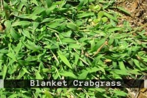 Different Types of Crabgrass (With Pictures) | CrabgrassLawn