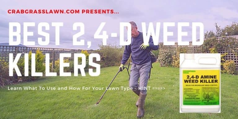 Can I Spray 2, 4-D on Lawn? What Weeds it Kills + Mixing Ratio (2023 ...