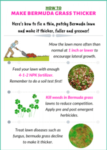 How to Make Bermuda Grass Thicker, Greener and Fuller | CrabgrassLawn