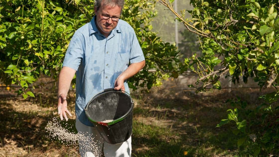 Why is My Grass Turning Yellow? 5 Ways to Turn it Green Fast | CG Lawn