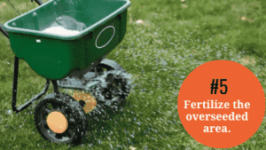 How to Overseed a Lawn Without Aerating (6 Illustrated Steps ...