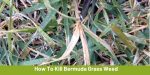 How to Kill Bermuda Grass and Get Rid of it in Your Lawn (%current ...