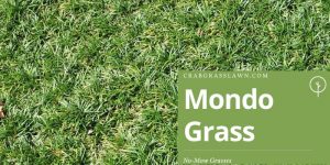 [COMPLETE] Types of No-Mow Grass Alternatives (2023) | CrabgrassLawn