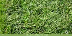 Ryegrass Pros & Cons - Overseeding & Planting Guide | CrabgrassLawn