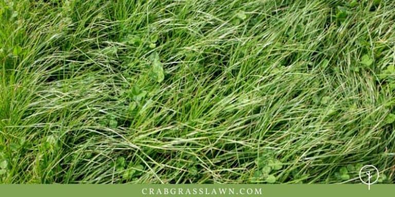 Ryegrass Pros & Cons - Overseeding & Planting Guide | CrabgrassLawn