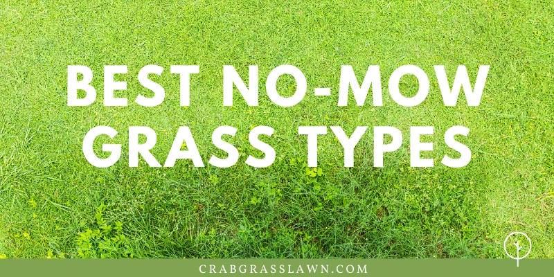 [COMPLETE] Types of No-Mow Grass Alternatives (2023) | CrabgrassLawn