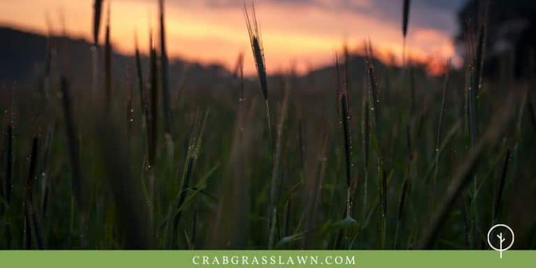 Ryegrass Pros & Cons - Overseeding & Planting Guide | CrabgrassLawn
