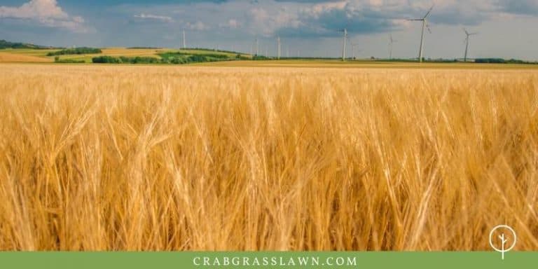 Ryegrass Pros & Cons - Overseeding & Planting Guide | CrabgrassLawn