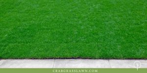 How To Edge a Lawn (10 Easy Steps): A Guide To The Perfect Edge ...