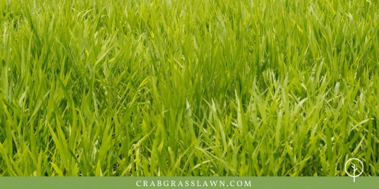 Ryegrass Pros & Cons - Overseeding & Planting Guide | CrabgrassLawn