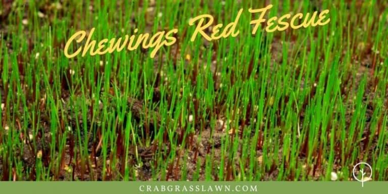 10 Types Of Winter Grass | CrabgrassLawn