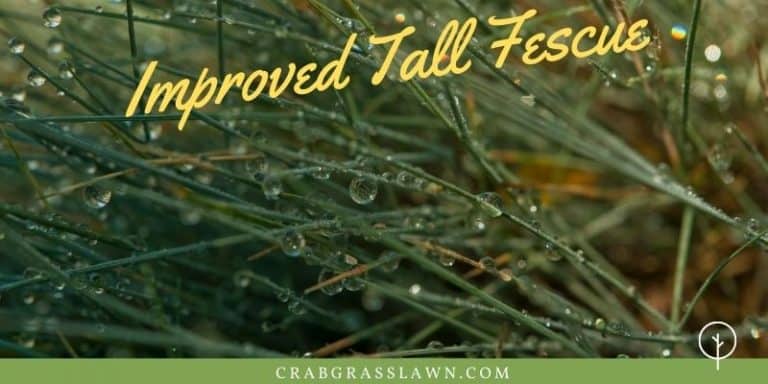 10 Types Of Winter Grass | CrabgrassLawn