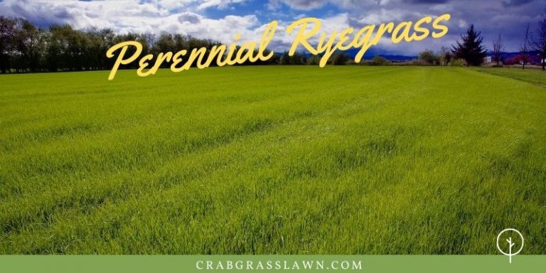 10 Types Of Winter Grass | CrabgrassLawn