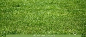 Kentucky Bluegrass vs Tall Fescue: Which is Better? ( | CrabgrassLawn