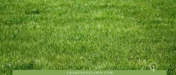 Kentucky Bluegrass vs Tall Fescue: Which is Better? ( | CrabgrassLawn