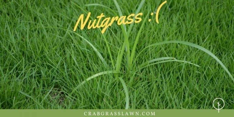 Best Nutgrass Killer Selective Herbicides - How to Control & Kill ...