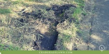 Someone Drove On My Lawn! What Should I Do? | CrabgrassLawn