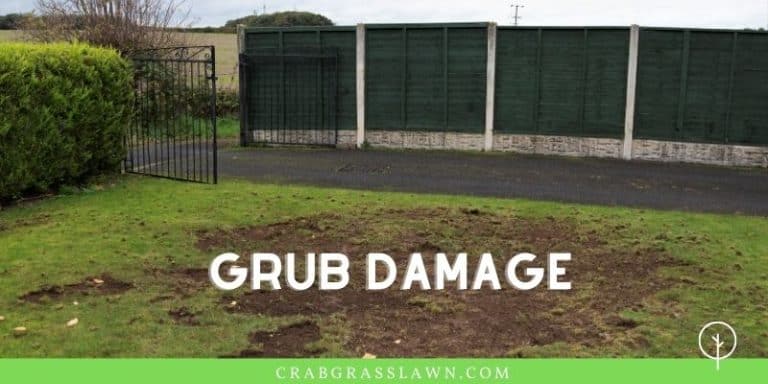 When to Apply Grub Control [Best Time to Treat Your Lawn] | CrabgrassLawn