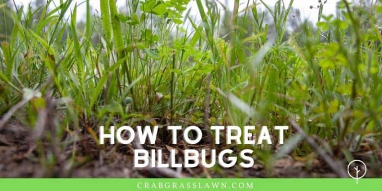 How To Control & Kill Billbugs In Your Grass - Billbug Lawn Treatment Guide | CrabgrassLawn