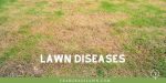 Why is My Grass Turning Yellow? 13 Reasons and How to Fix | CrabgrassLawn