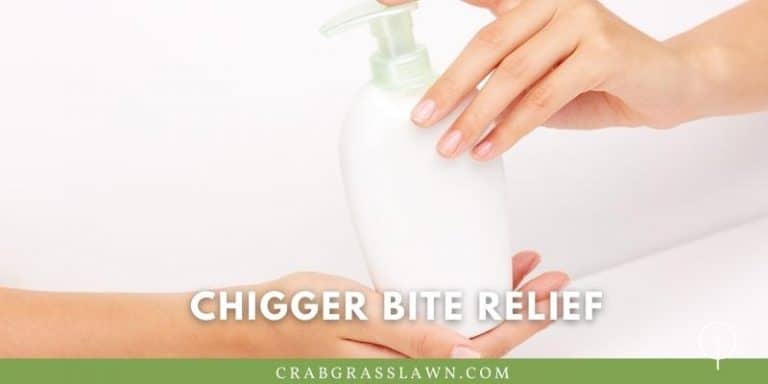 How To Get Rid Of Chiggers In Your Yard - and Prevent! | CrabgrassLawn