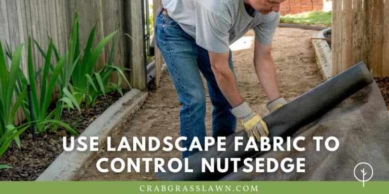 Best Nutgrass Killer Selective Herbicides - How to Control & Kill ...