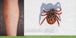 How To Get Rid Of Chiggers In Your Yard - and Prevent! | CrabgrassLawn