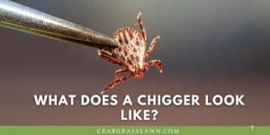 How To Get Rid Of Chiggers In Your Yard - and Prevent! | CrabgrassLawn