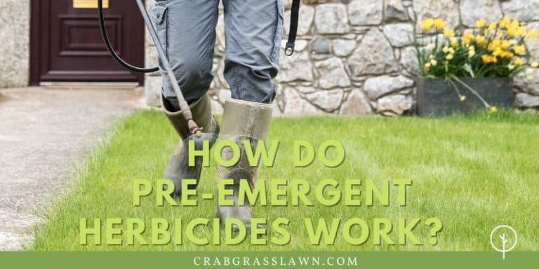 6 Best Pre-Emergent Herbicides For Lawns- How To Apply Pre-Emergents ...