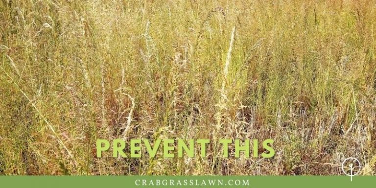 6 Best Pre-Emergent Herbicides For Lawns- How To Apply Pre-Emergents ...