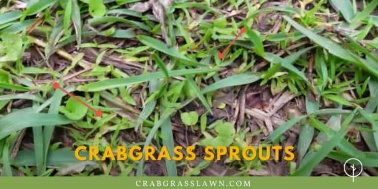 How to Get Rid of Crabgrass for Good | CrabgrassLawn