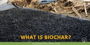 Using Biochar for Growing Beautiful Lawns - Best Biochar Brands To Use ...