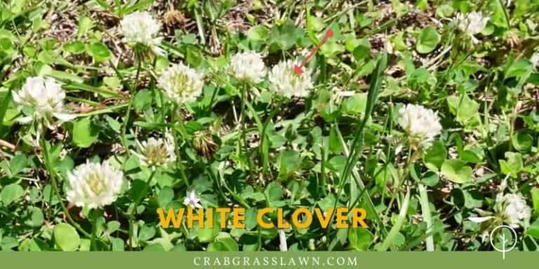 Weed Identification Directory w/Pictures | CrabgrassLawn