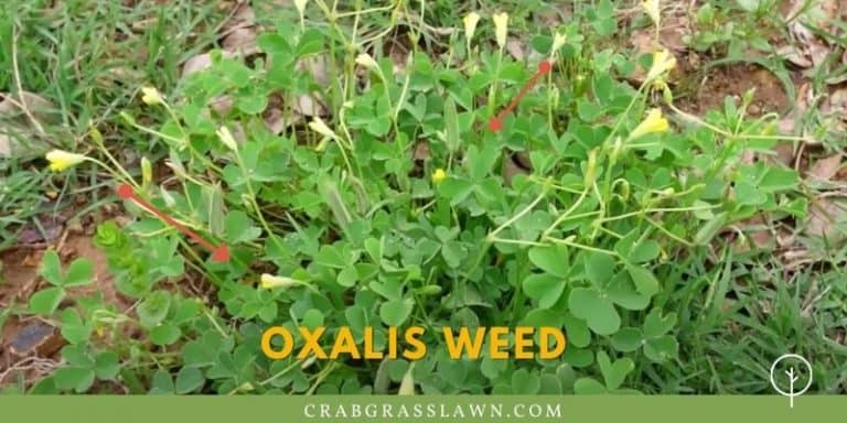 Weed Identification Directory w/Pictures | CrabgrassLawn