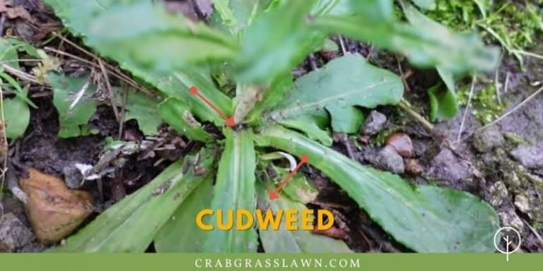 Weed Identification Directory w/Pictures | CrabgrassLawn
