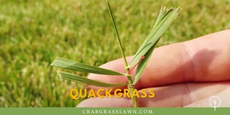 Weed Identification Directory w/Pictures | CrabgrassLawn