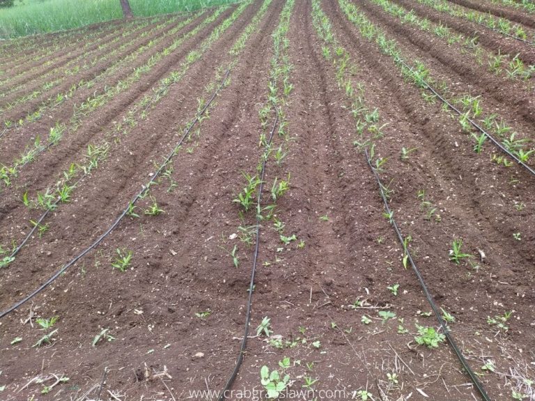 How Much Should A Lawn Irrigation System Cost? | CrabgrassLawn