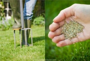 When Is The Best Time for Lawn Aeration and Overseeding (2024 ...