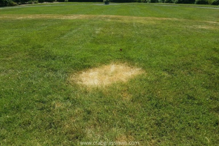 When to Fertilize New Grass for Best Results? Tips on Helping Your New ...