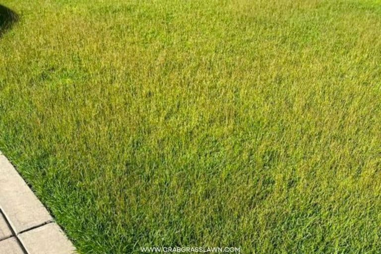 How to Plant Centipede Grass for a Great Low-Maintenance Lawn ...