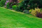 Ironite for Lawns: Why it Helps and How to Use It | CrabgrassLawn