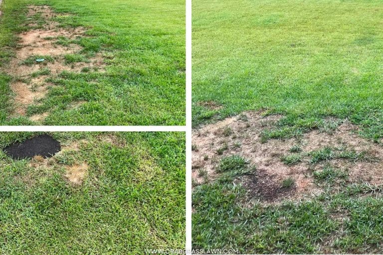 How to Plant Centipede Grass for a Great Low-Maintenance Lawn ...